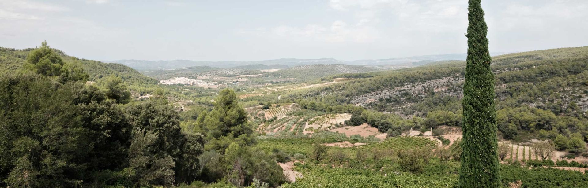 Celler de Capçanes Lasendal 2023 Montsant DO 14.5° 75cl online ...